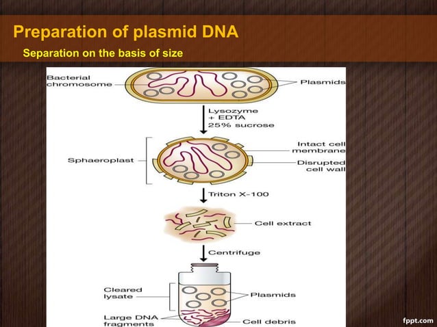 Isolation & Purification of DNA | PPTX | Biological Sciences | Science