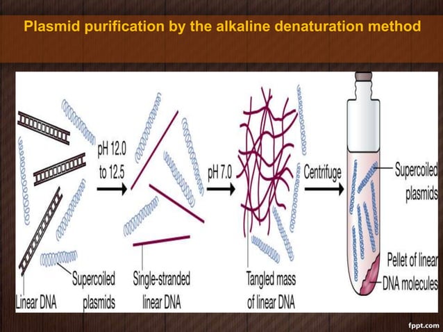 Isolation & Purification of DNA | PPTX | Biological Sciences | Science