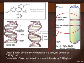 Isolation & Purification of DNA | PPTX