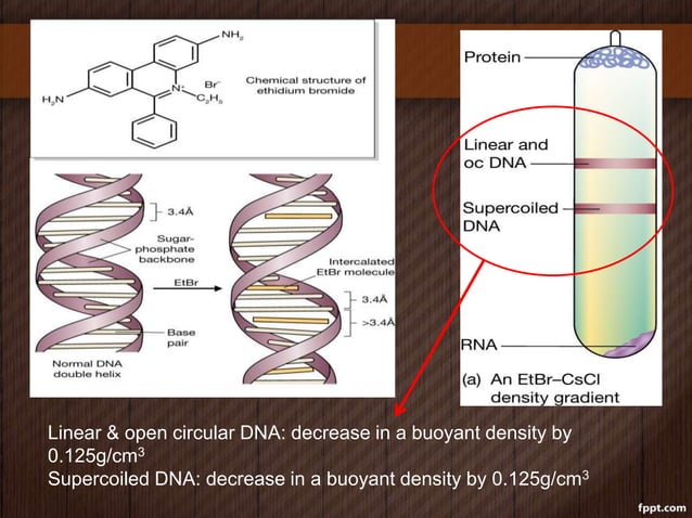 Isolation & Purification of DNA | PPTX | Biological Sciences | Science