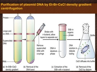 Isolation & Purification of DNA | PPTX