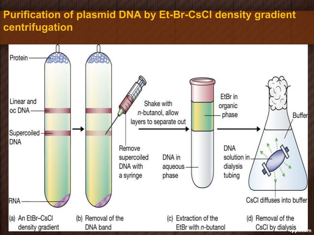 Isolation & Purification of DNA | PPTX | Biological Sciences | Science
