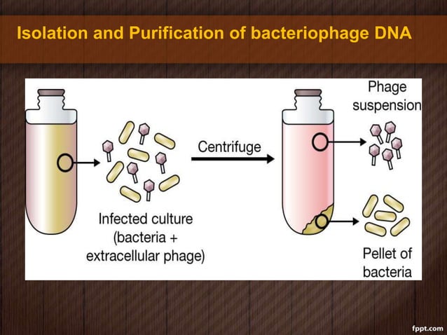 Isolation & Purification of DNA | PPTX | Biological Sciences | Science
