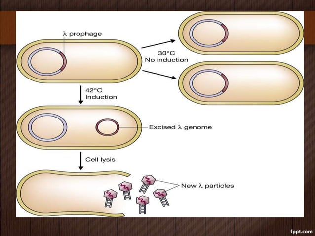Isolation & Purification of DNA | PPTX | Biological Sciences | Science