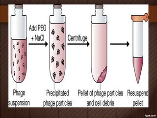 Isolation & Purification of DNA | PPTX