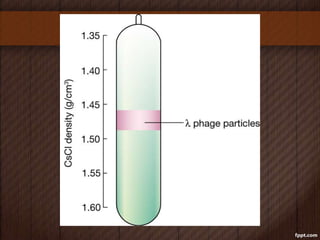 Isolation & Purification of DNA | PPTX