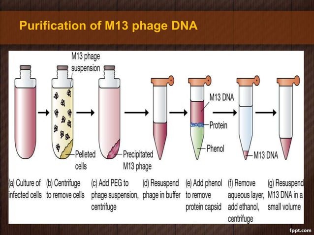 Isolation & Purification of DNA | PPTX | Biological Sciences | Science