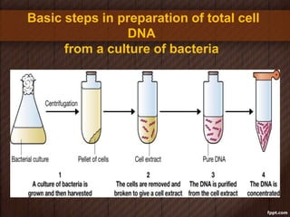 Isolation & Purification of DNA | PPTX