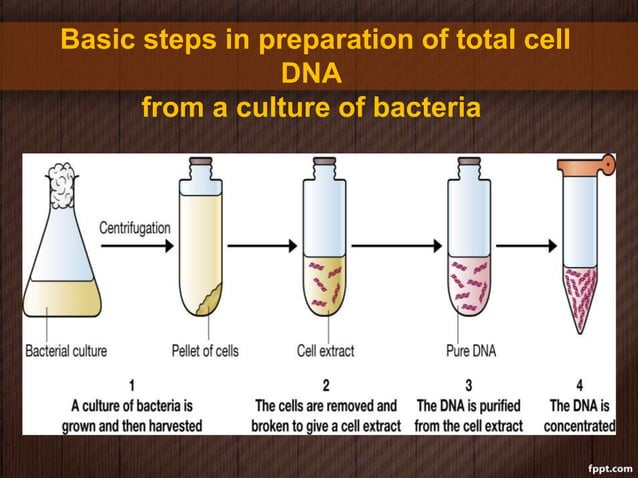 Isolation & Purification of DNA | PPTX | Biological Sciences | Science