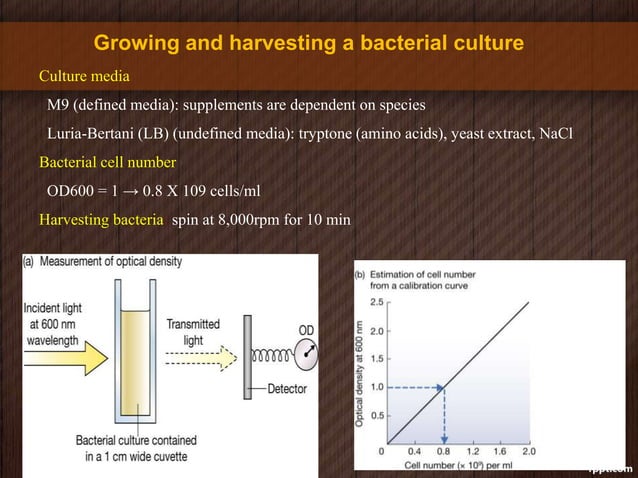 Isolation & Purification of DNA | PPTX | Biological Sciences | Science