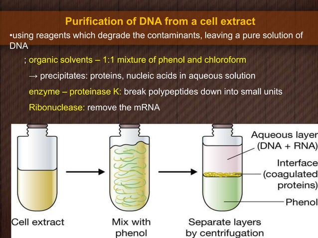 Isolation & Purification of DNA | PPTX | Biological Sciences | Science