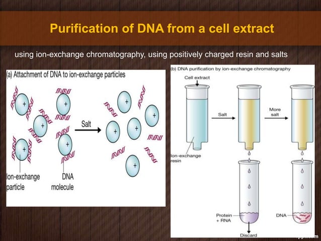 Isolation & Purification of DNA | PPTX | Biological Sciences | Science