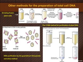 Isolation of DNA(chromosome,plamid) | PPTX