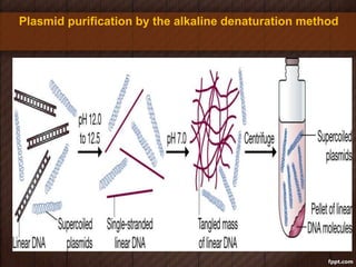 Isolation of DNA(chromosome,plamid) | PPTX