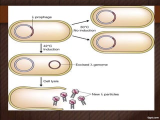 Isolation of DNA(chromosome,plamid) | PPTX