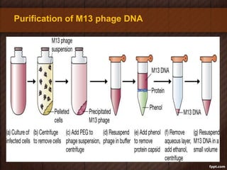 Isolation of DNA(chromosome,plamid) | PPTX