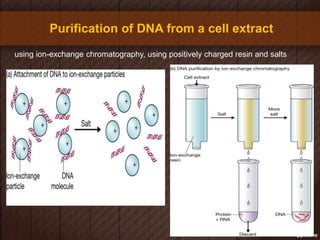 Isolation of DNA(chromosome,plamid) | PPTX