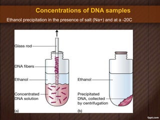 Isolation of DNA(chromosome,plamid) | PPTX