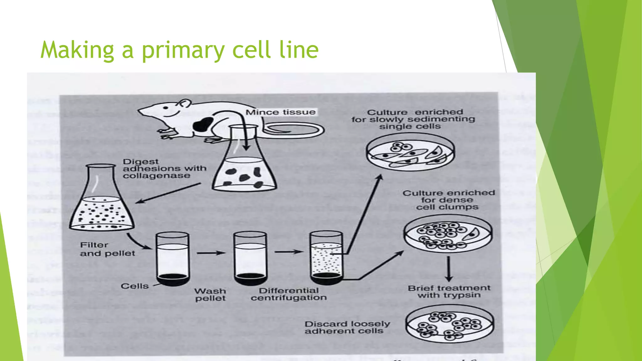 Isolation of viruses and Viral quantification | PPTX