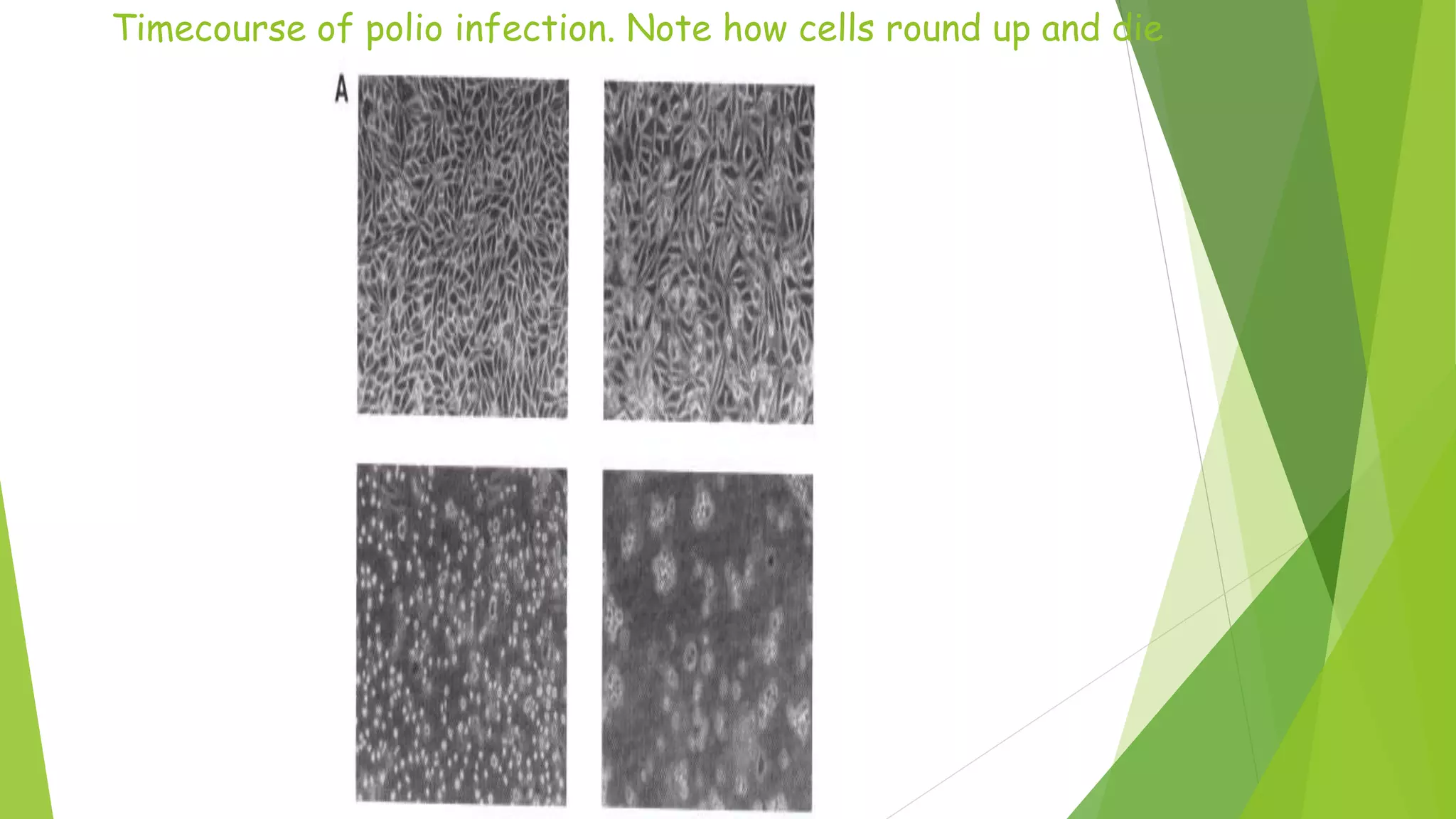 Isolation of viruses and Viral quantification | PPTX