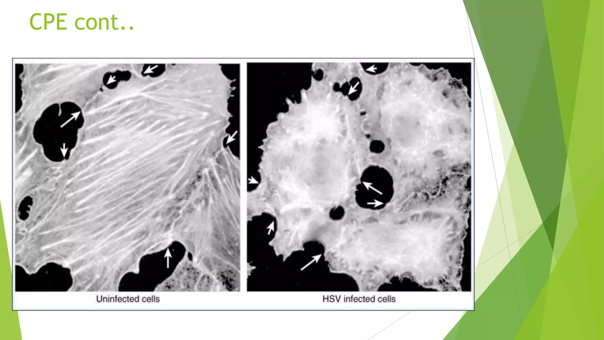 Isolation of viruses and Viral quantification | PPTX