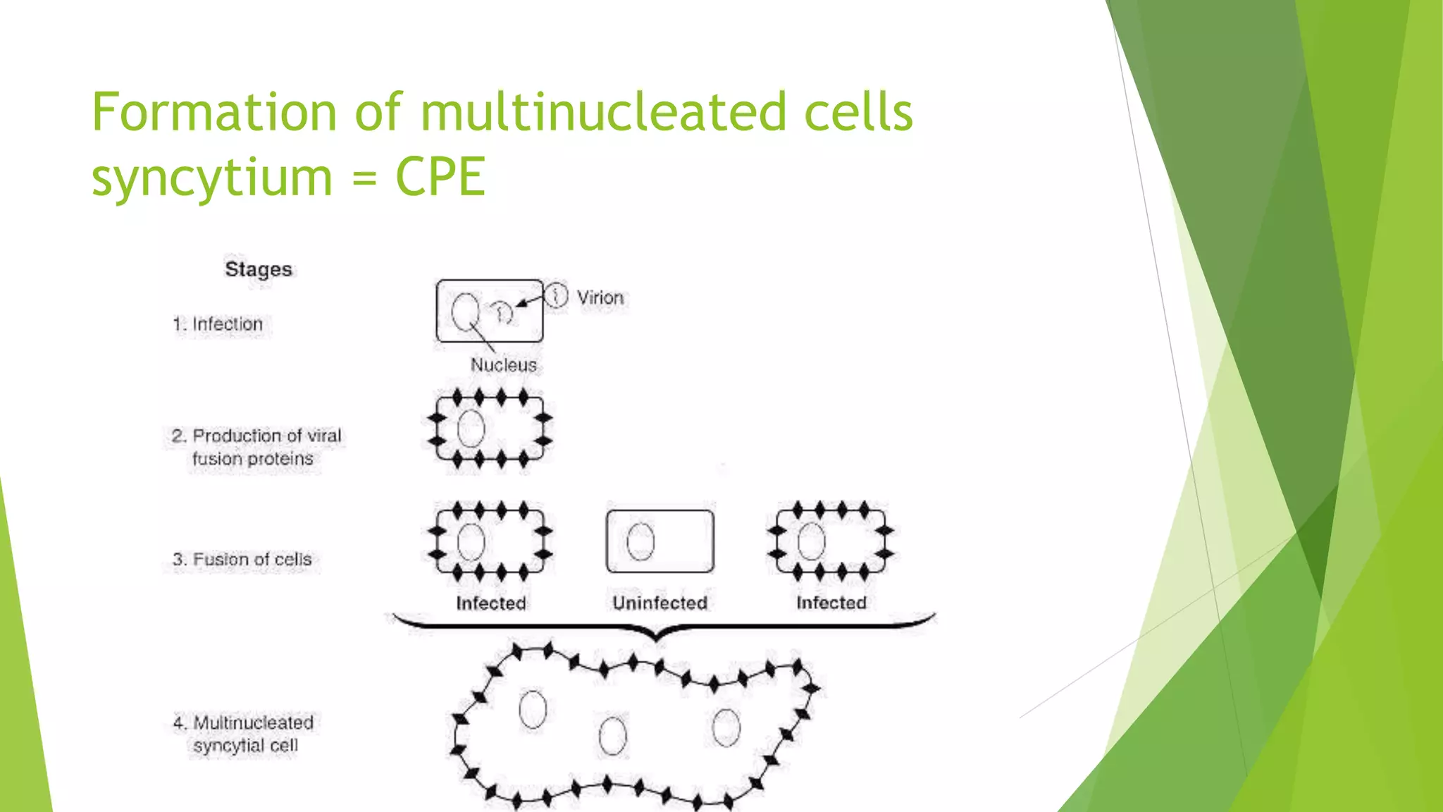 Isolation of viruses and Viral quantification | PPTX
