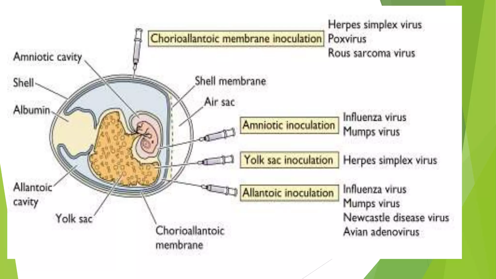 Isolation of viruses and Viral quantification | PPTX