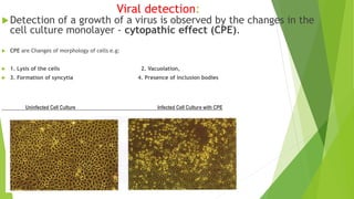 Isolation of viruses and Viral quantification | PPTX