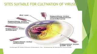 Isolation of viruses and Viral quantification | PPTX