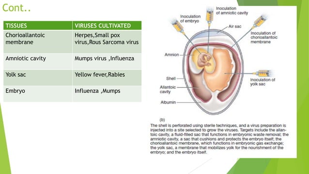 Isolation of viruses and Viral quantification | PPTX