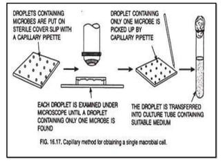 Isolation and preservation of microorganism | PPTX