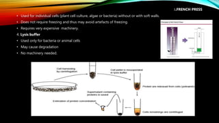 Isolation, purification and characterisation of protein | PPTX