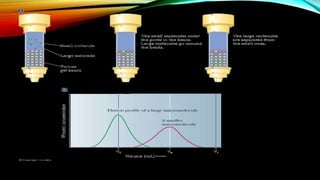 Isolation, purification and characterisation of protein | PPTX