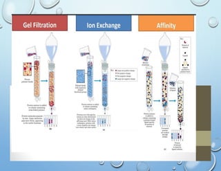 Isolation,Purification and characterisation of Enzymes (1).pdf