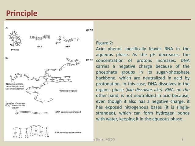Isolation & purification of DNA from tissue | PPTX