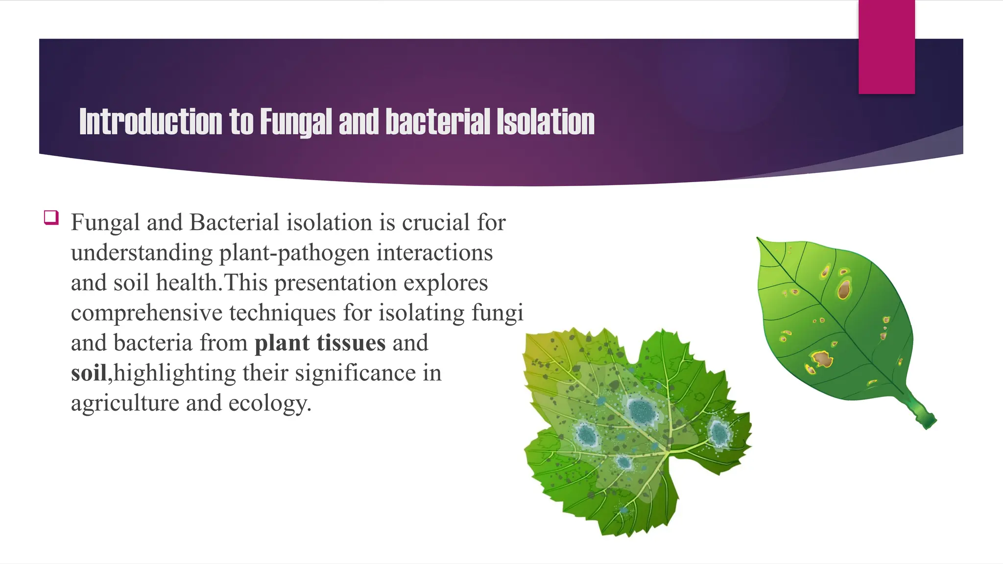 All possible techniques for isolation of bacteria and fungi... | PPTX