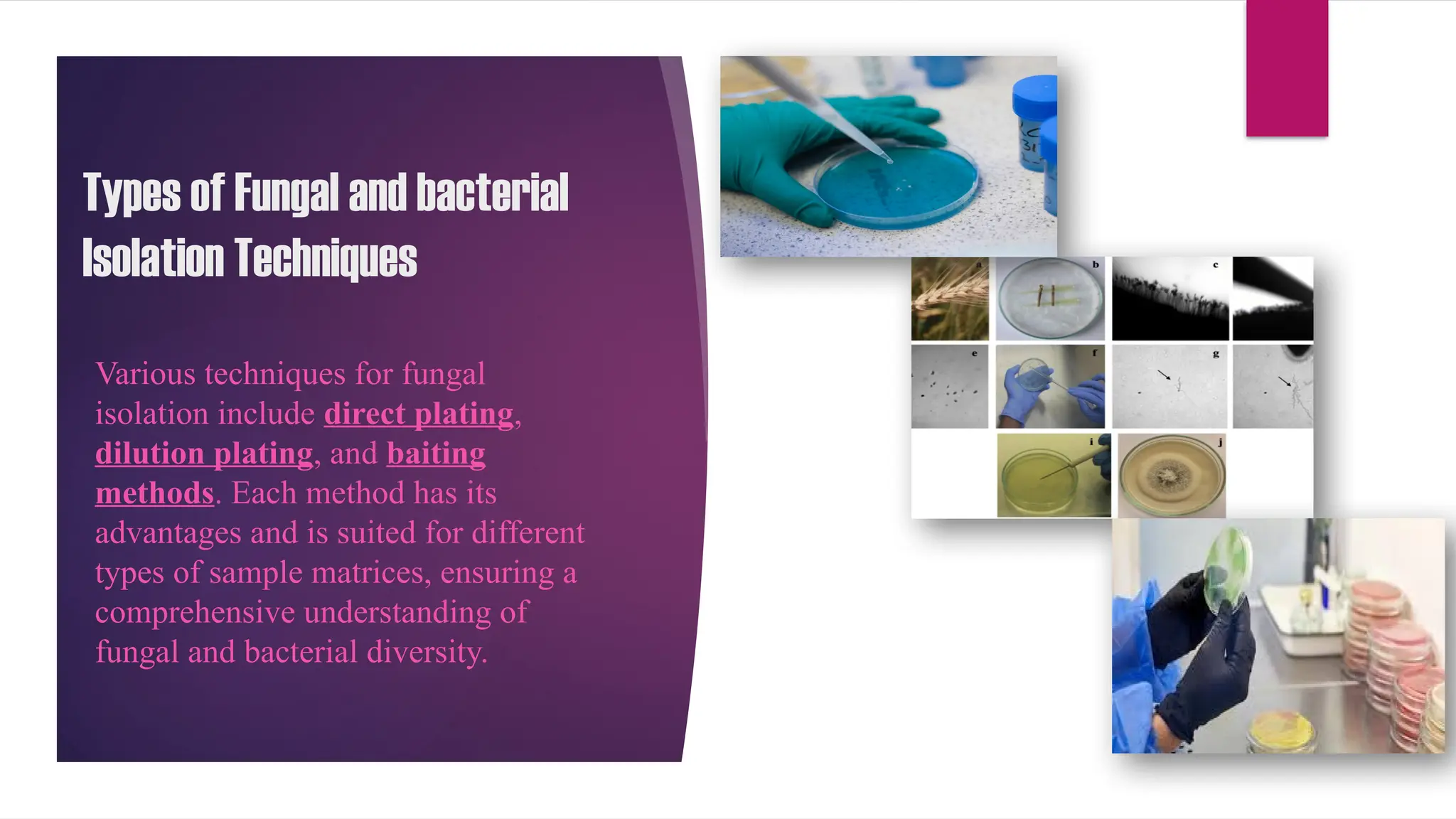 All possible techniques for isolation of bacteria and fungi... | PPTX