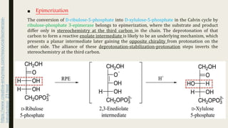 Isomerases | PPTX