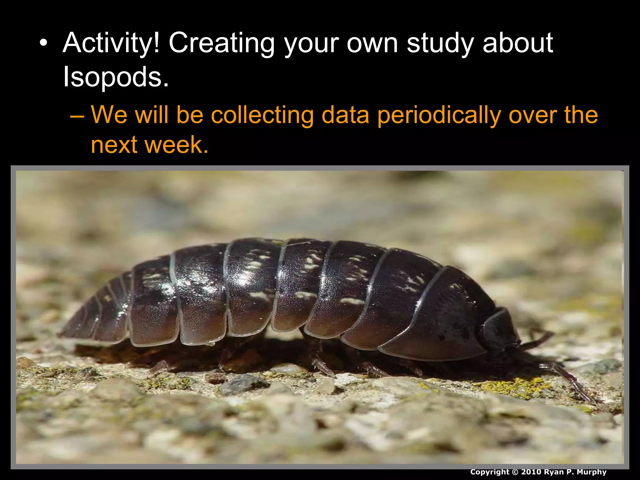 Isopod Lab Lesson PowerPoint, Abiotic Factors, Pill Bug, Sow Bug ...