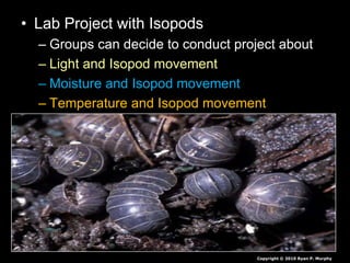 Isopod Lab Lesson PowerPoint, Abiotic Factors, Pill Bug, Sow Bug ...