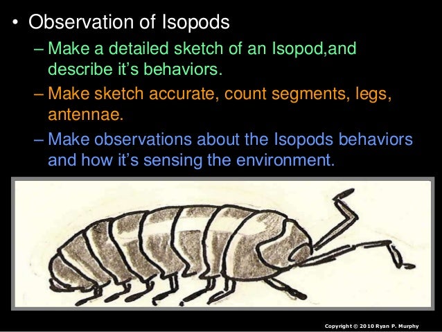 Isopod Lab Lesson PowerPoint, Abiotic Factors, Pill Bug, Sow Bug, Env…