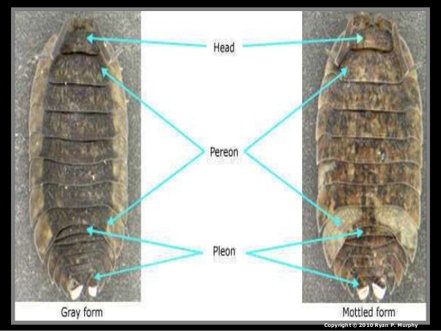 Isopod Lab Lesson PowerPoint, Abiotic Factors, Pill Bug, Sow Bug, Env…