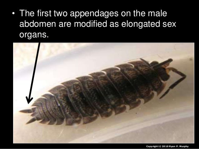 Isopod Lab Lesson PowerPoint, Abiotic Factors, Pill Bug, Sow Bug, Env…
