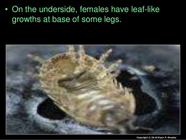 Isopod Lab Lesson PowerPoint, Abiotic Factors, Pill Bug, Sow Bug, Env…