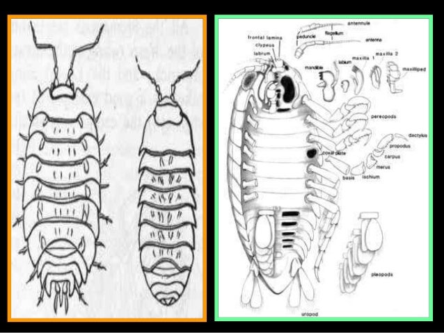 Isopod Lab Lesson PowerPoint, Abiotic Factors, Pill Bug, Sow Bug, Env…