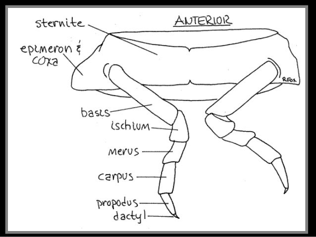 Isopod Lab Lesson PowerPoint, Abiotic Factors, Pill Bug, Sow Bug, Env…