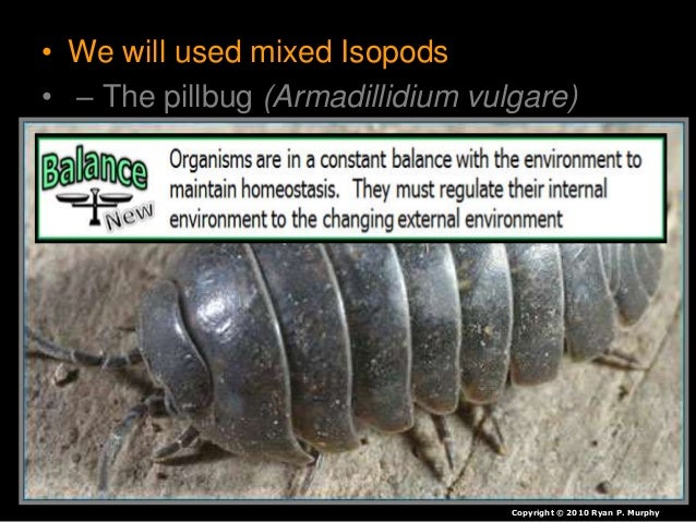 Isopod Lab Lesson PowerPoint, Abiotic Factors, Pill Bug, Sow Bug, Env…