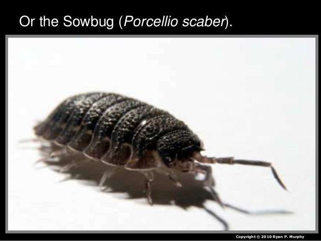 Isopod Lab Lesson PowerPoint, Abiotic Factors, Pill Bug, Sow Bug, Env…
