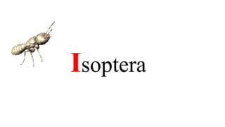 Isoptera | PPTX