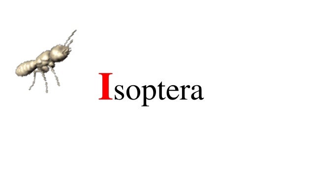 Isoptera